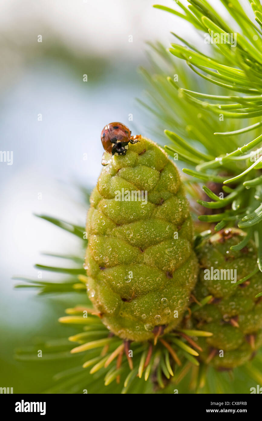 Ladybug with no spots hi-res stock photography and images - Alamy