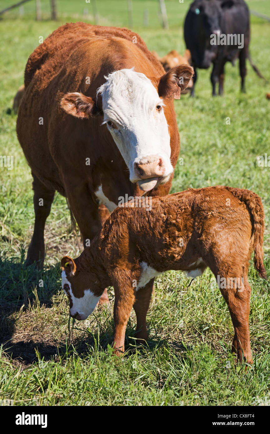 Grooming cow hi-res stock photography and images - Alamy