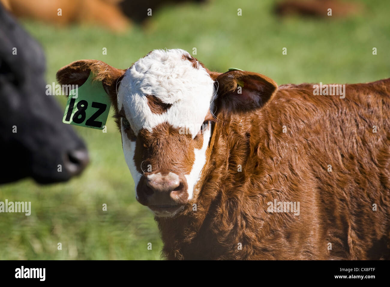 Calfs face hi-res stock photography and images - Alamy
