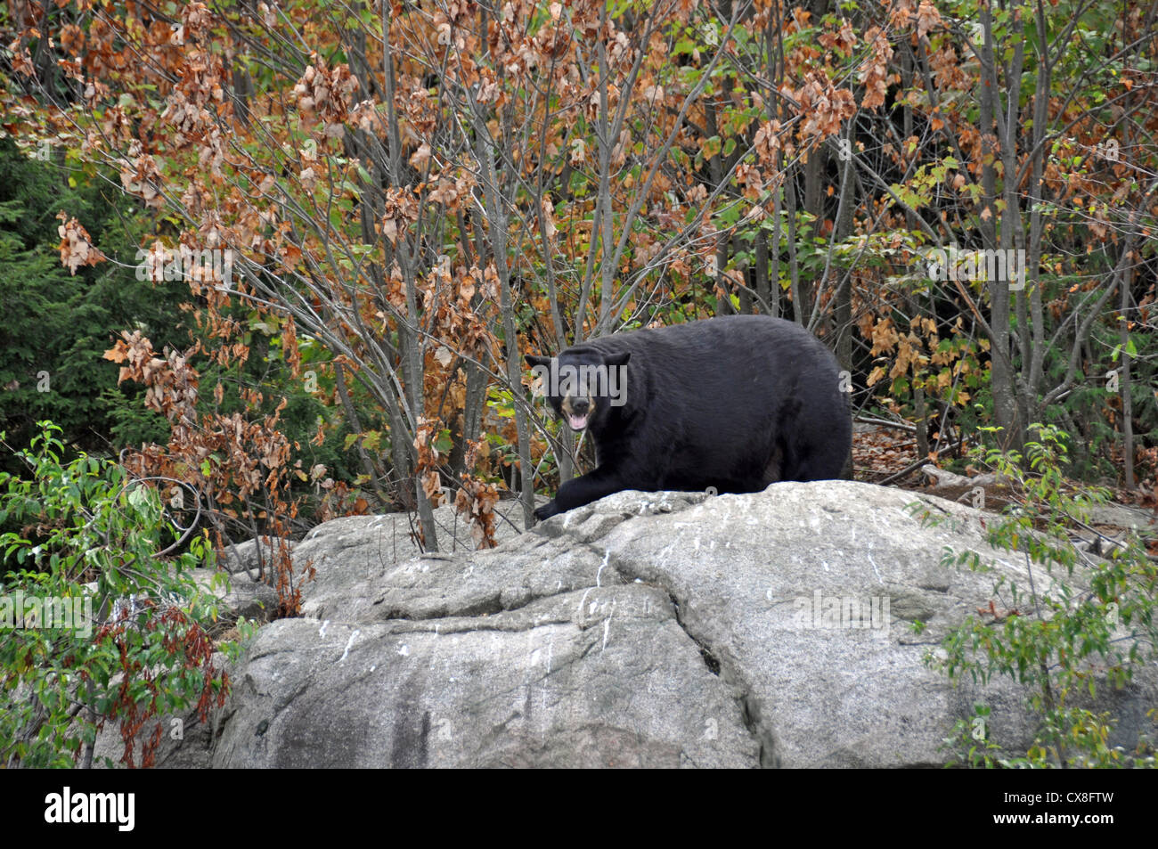 Black bear on a rock in Northern Ontario Stock Photo - Alamy