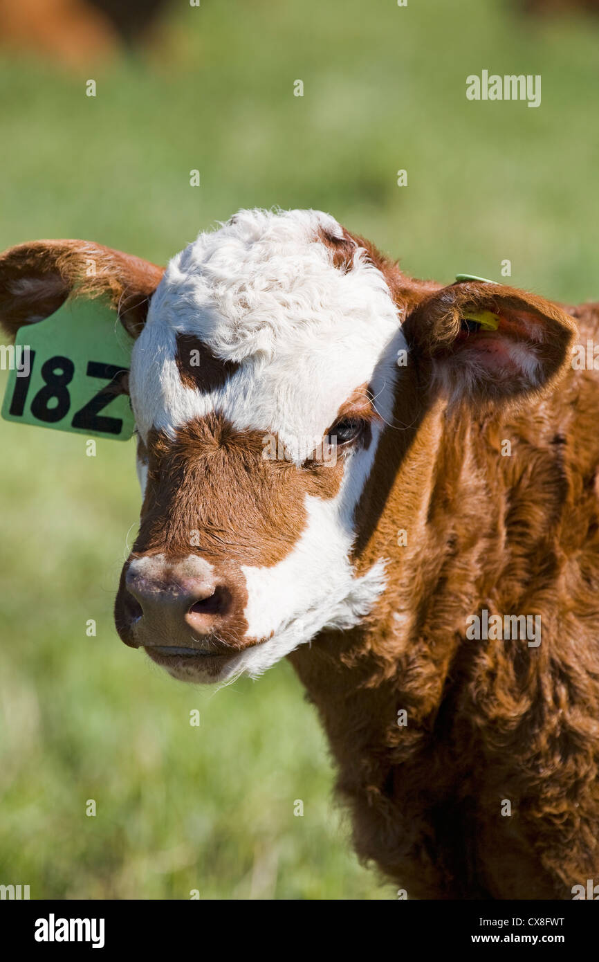 Calfs face hi-res stock photography and images - Alamy