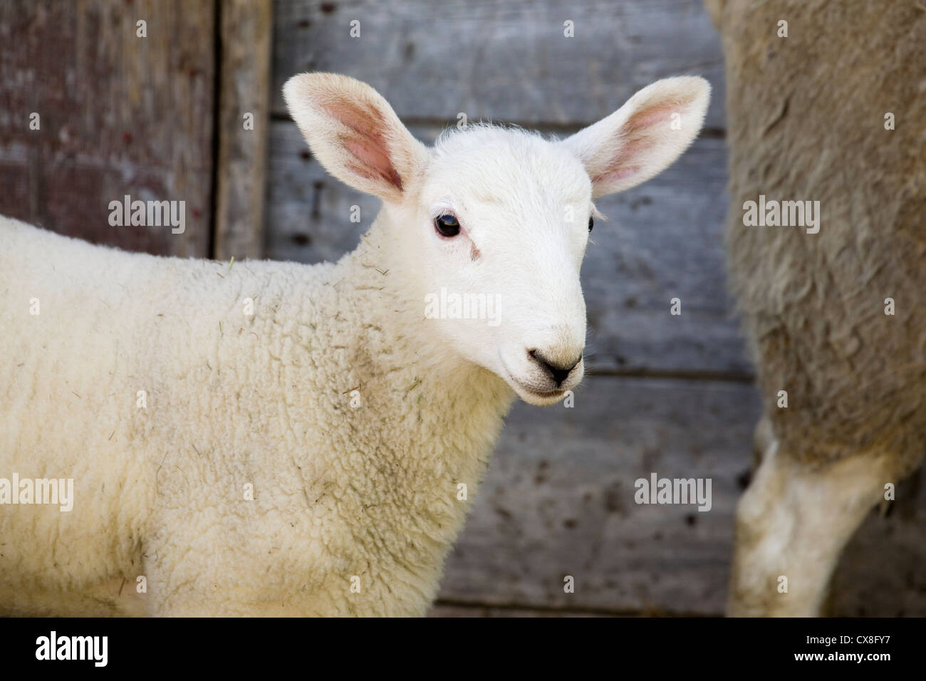 Close Up Of A Baby Lamb Against The Outside Of A Wooden Barn Wall ...