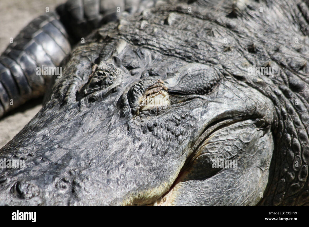 Alligator armor hi-res stock photography and images - Alamy