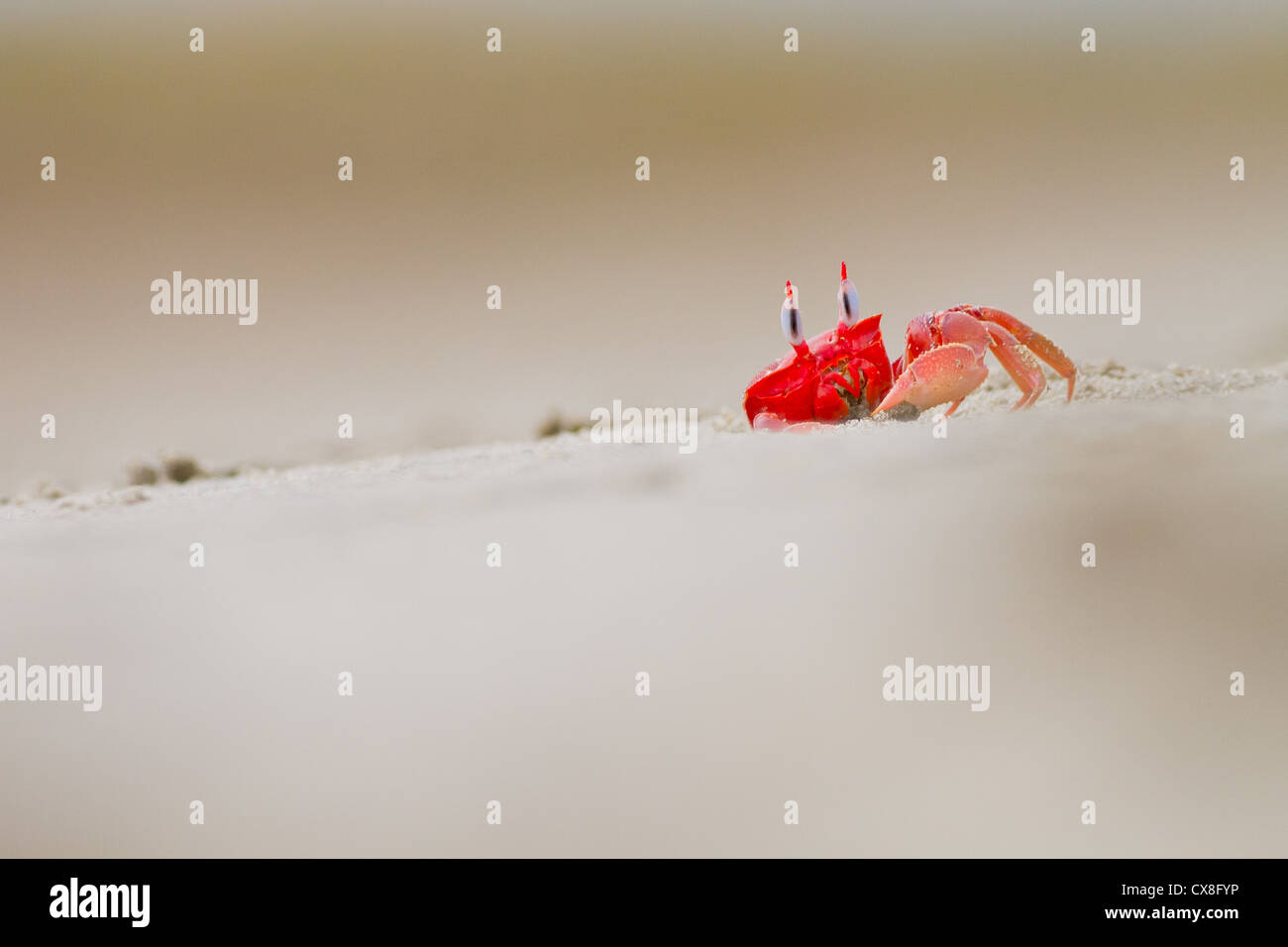 Reflection crab on tropical beach hi-res stock photography and images ...