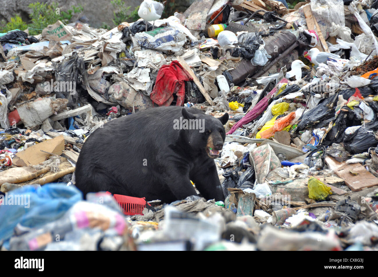 Bear garbage hi-res stock photography and images - Alamy