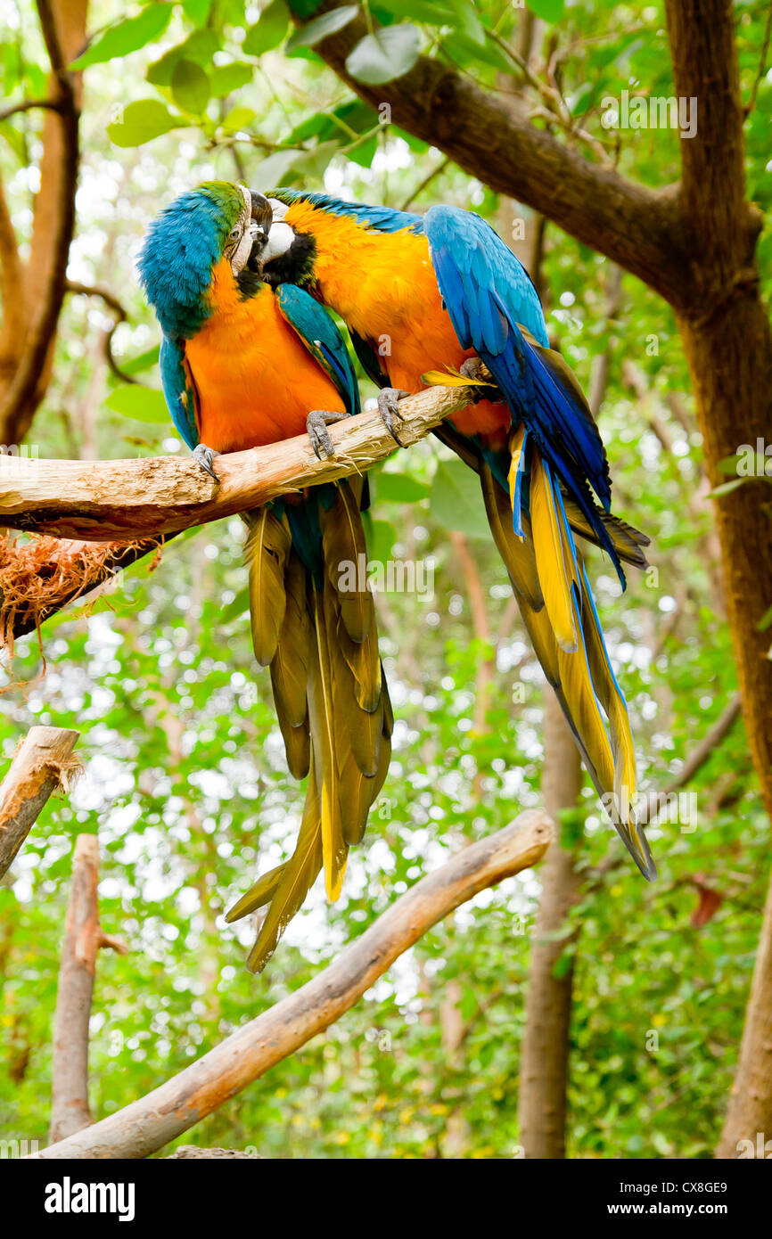 Macaw bird kissing close up hi-res stock photography and images - Alamy