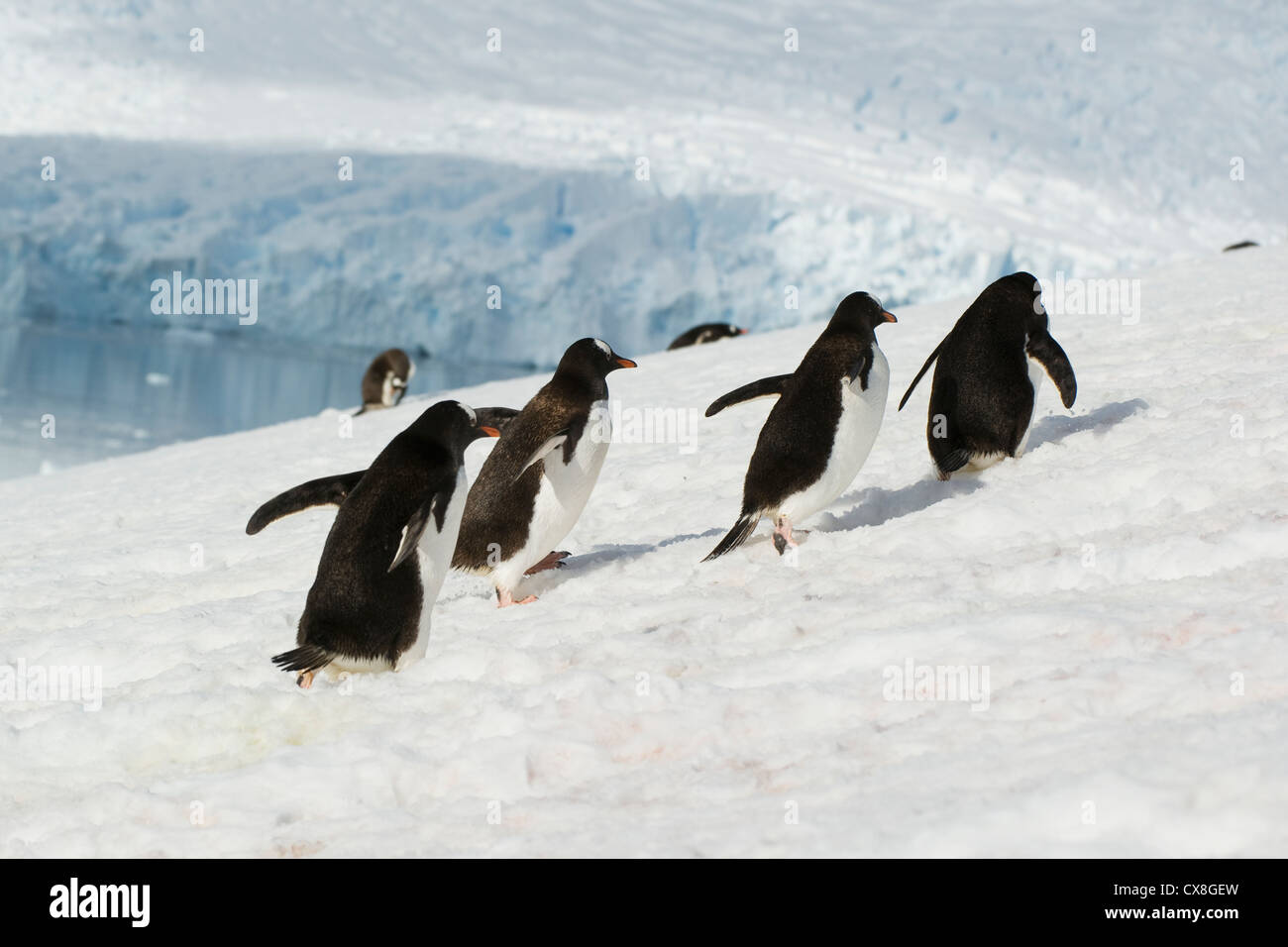 Penguins in a row hi-res stock photography and images - Alamy