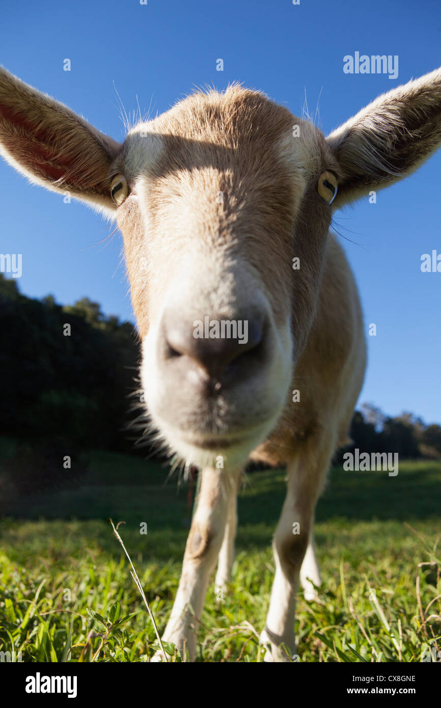 Tree goat's face hi-res stock photography and images - Alamy