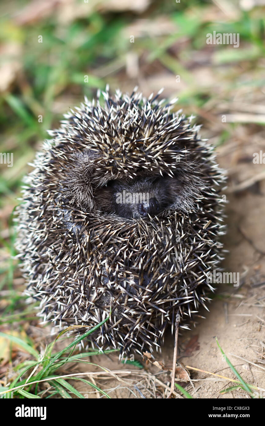 Hedgehog ball hi-res stock photography and images - Alamy