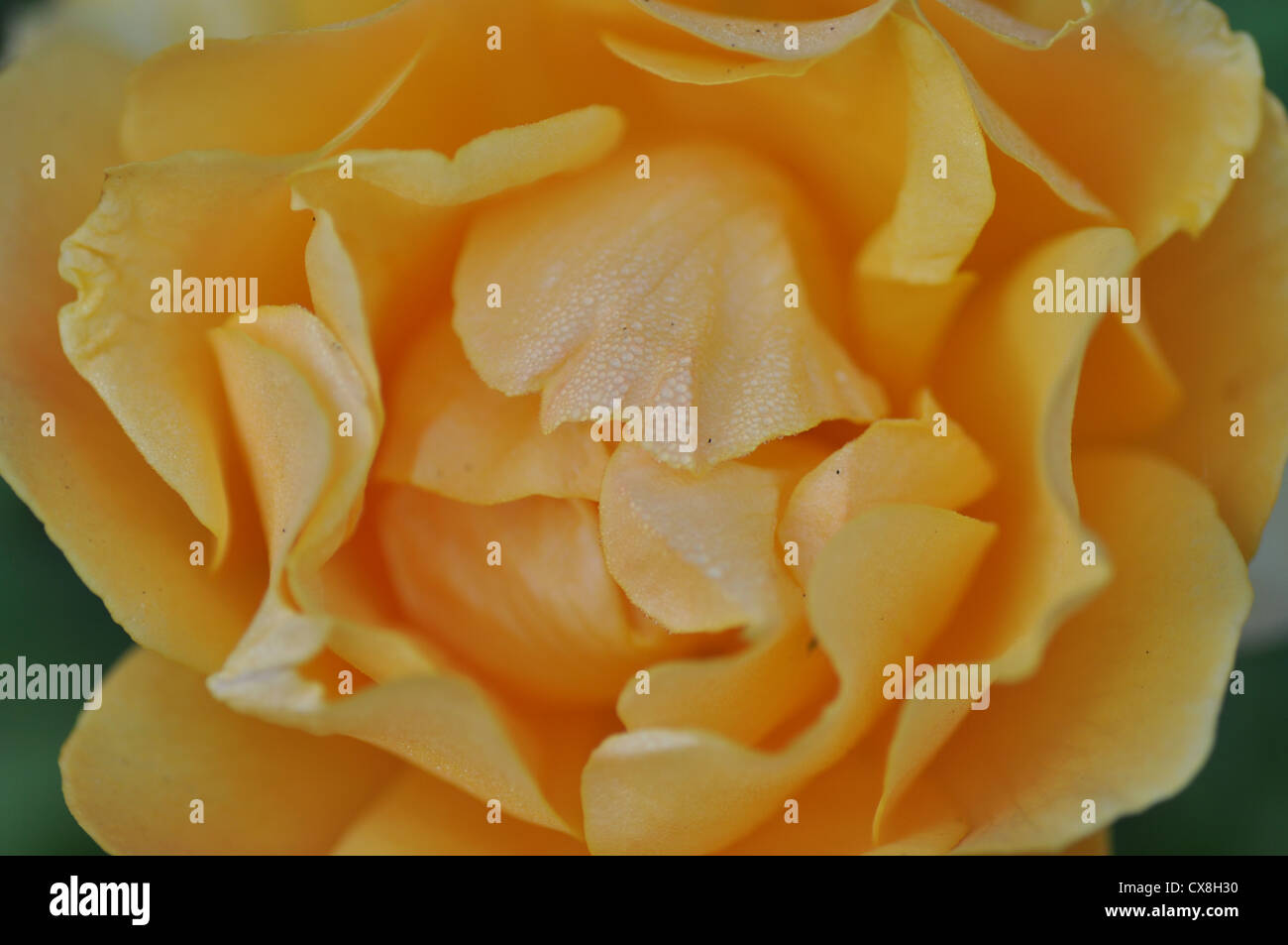 Open Orange Dew Covered Rose Stock Photo - Alamy