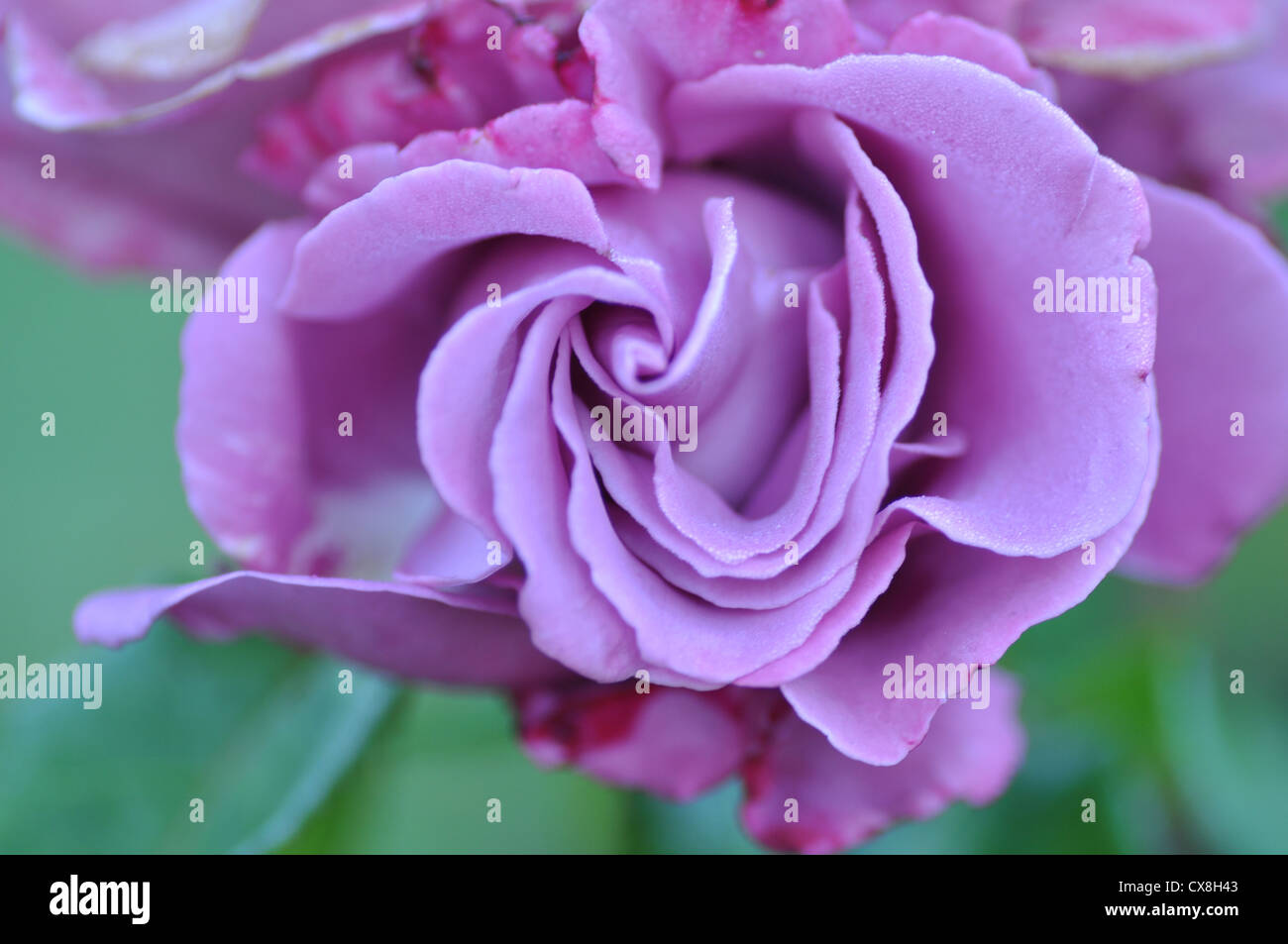 Purple partially hi-res stock photography and images - Alamy