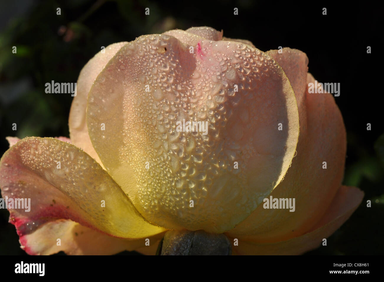 Dew covered rose Stock Photo - Alamy