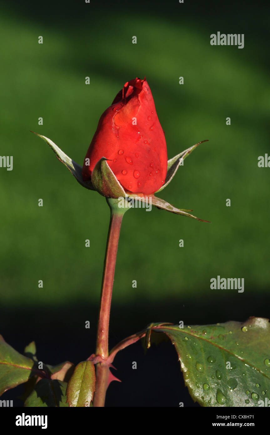 Single Closed Red Rose Stock Photo - Alamy