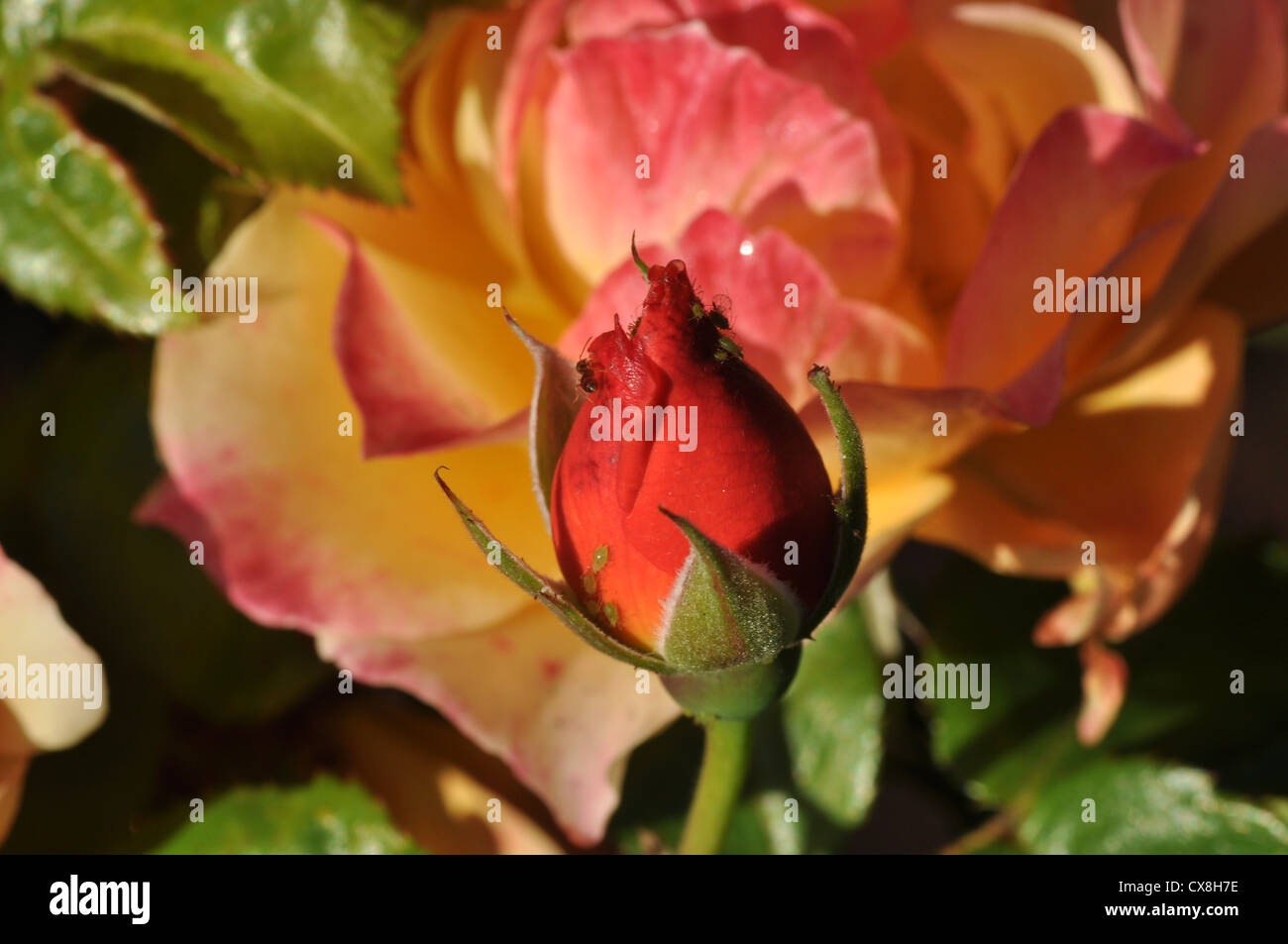 Closed Red Rose High Resolution Stock Photography and Images - Alamy