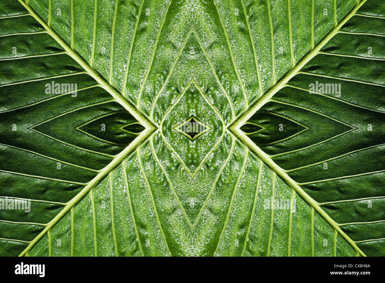 Close Up Of Vein Patterns In Leaves; Gold Coast Queensland Australia ...