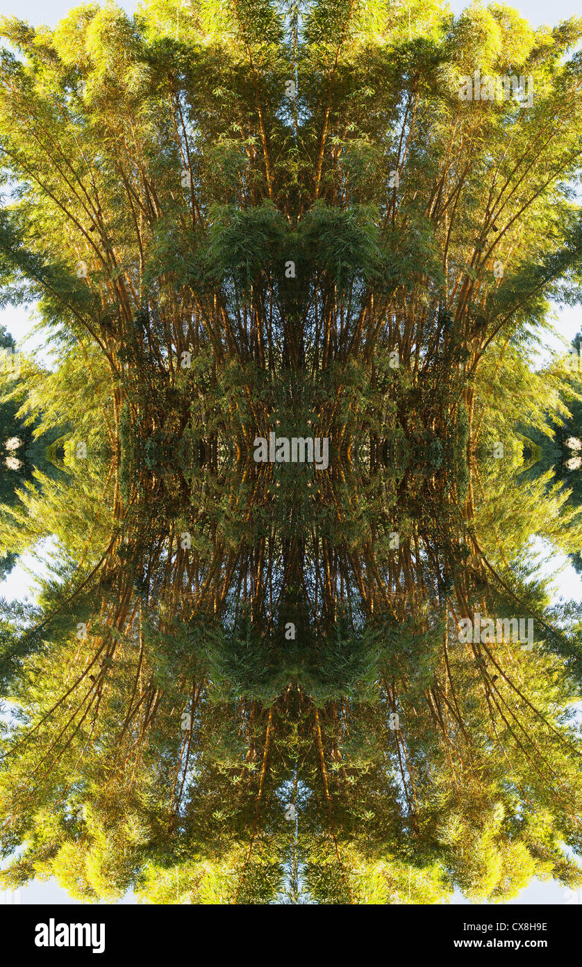 Trees Reflected As A Mirror Image In The Water; Gold Coast Queensland ...