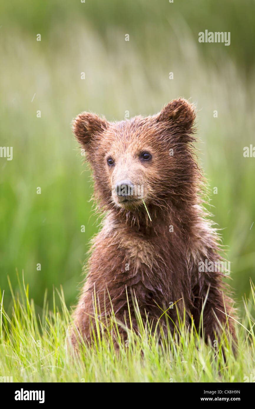 Cute brown bear cub hi-res stock photography and images - Alamy