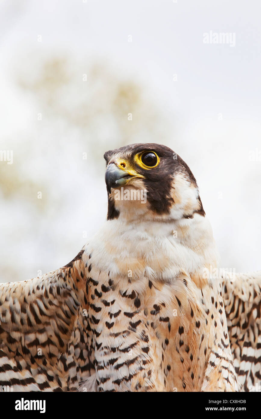 Saskatchewan bird watching hi-res stock photography and images - Alamy