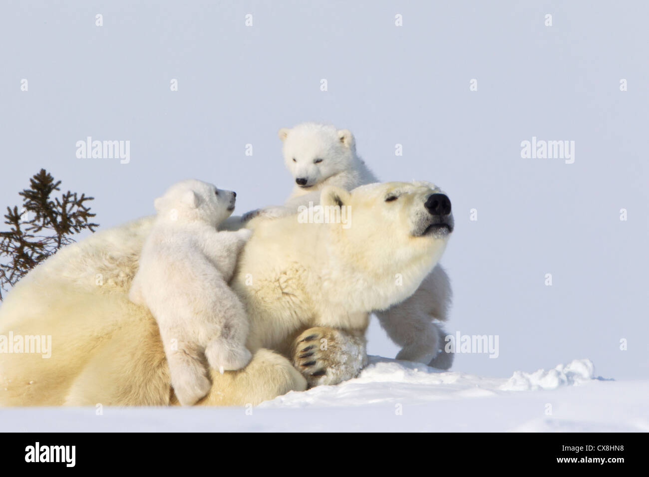 Two Polar Bear (Ursus Maritimus) Cubs Climbing On Their Mother At Wapusk National Park; Manitoba ...