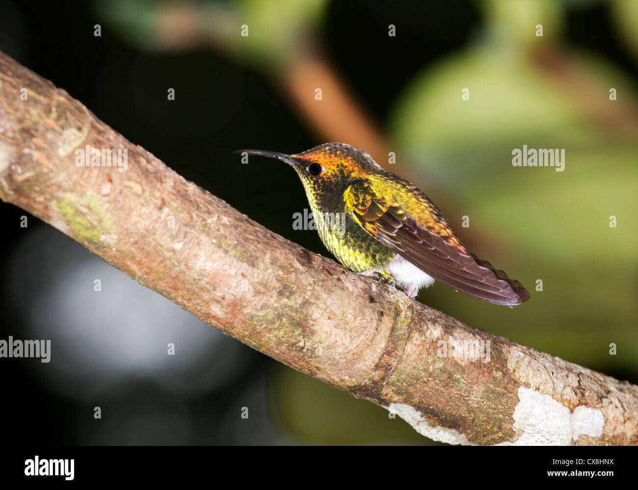 The Coppery-headed Emerald Stock Photo - Alamy