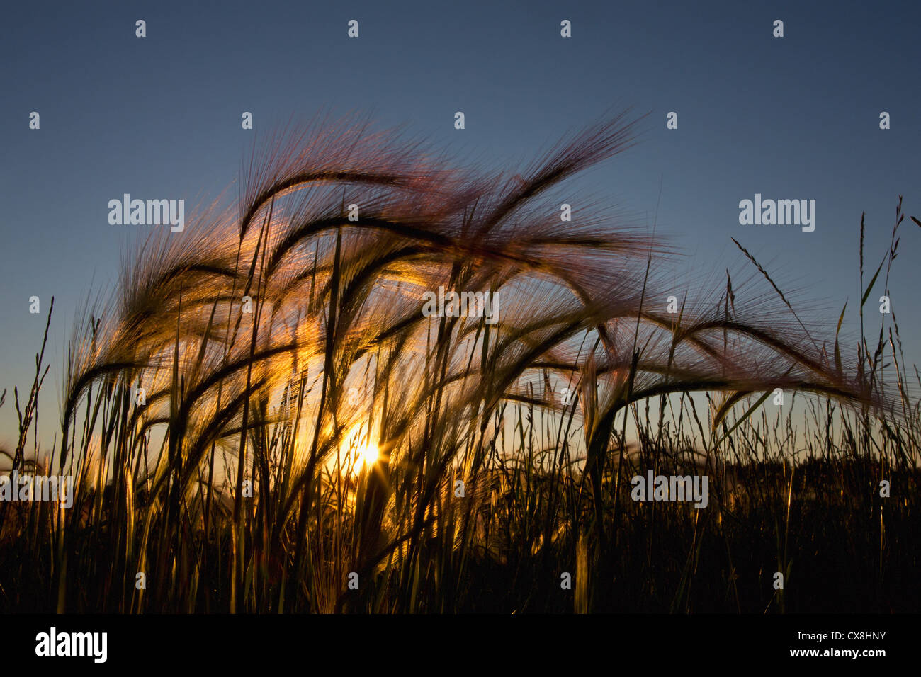 Grass With Sun Shining Through; Edmonton Alberta Canada Stock Photo - Alamy