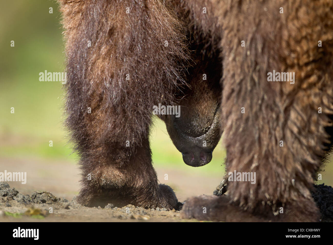 Grizzly bear close up from behind showing it's mouth at the ...