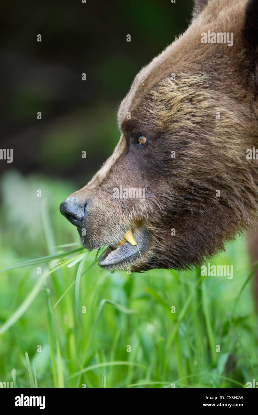Brown bear eating moth hi-res stock photography and images - Alamy