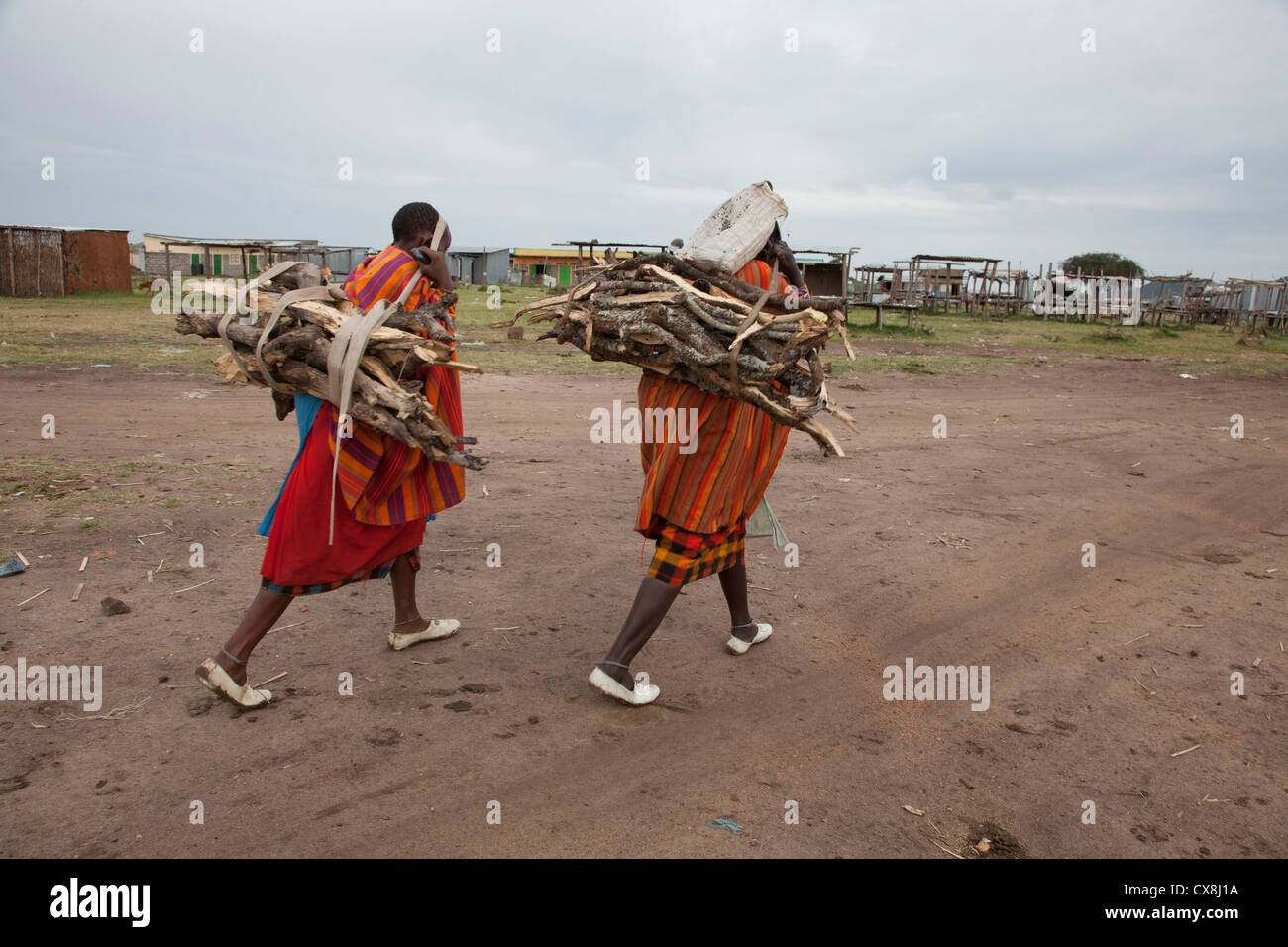 Masai women carrying wood for fuel and cooking in Oliolomutia , next to ...