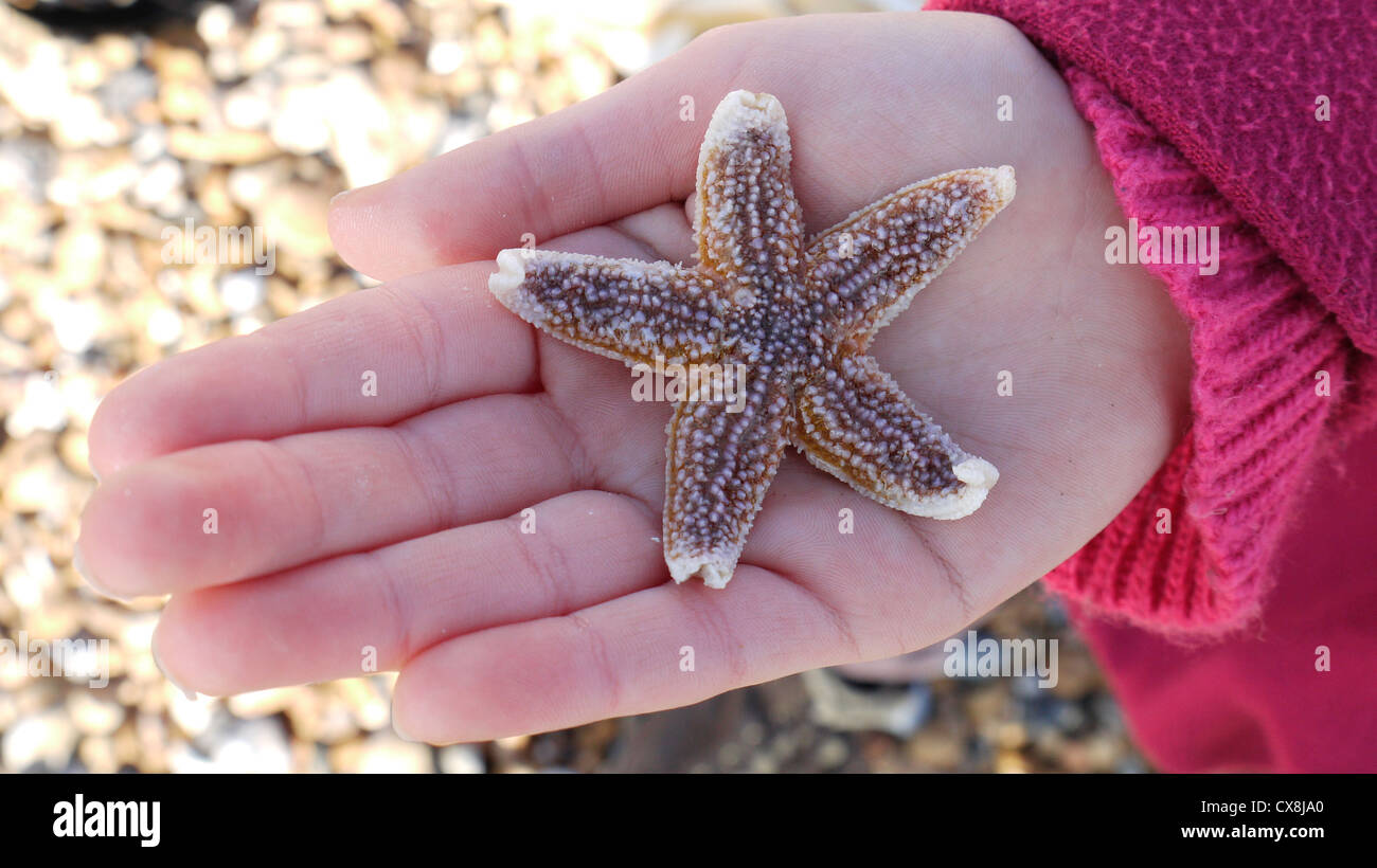 Hand starfish hi-res stock photography and images - Alamy