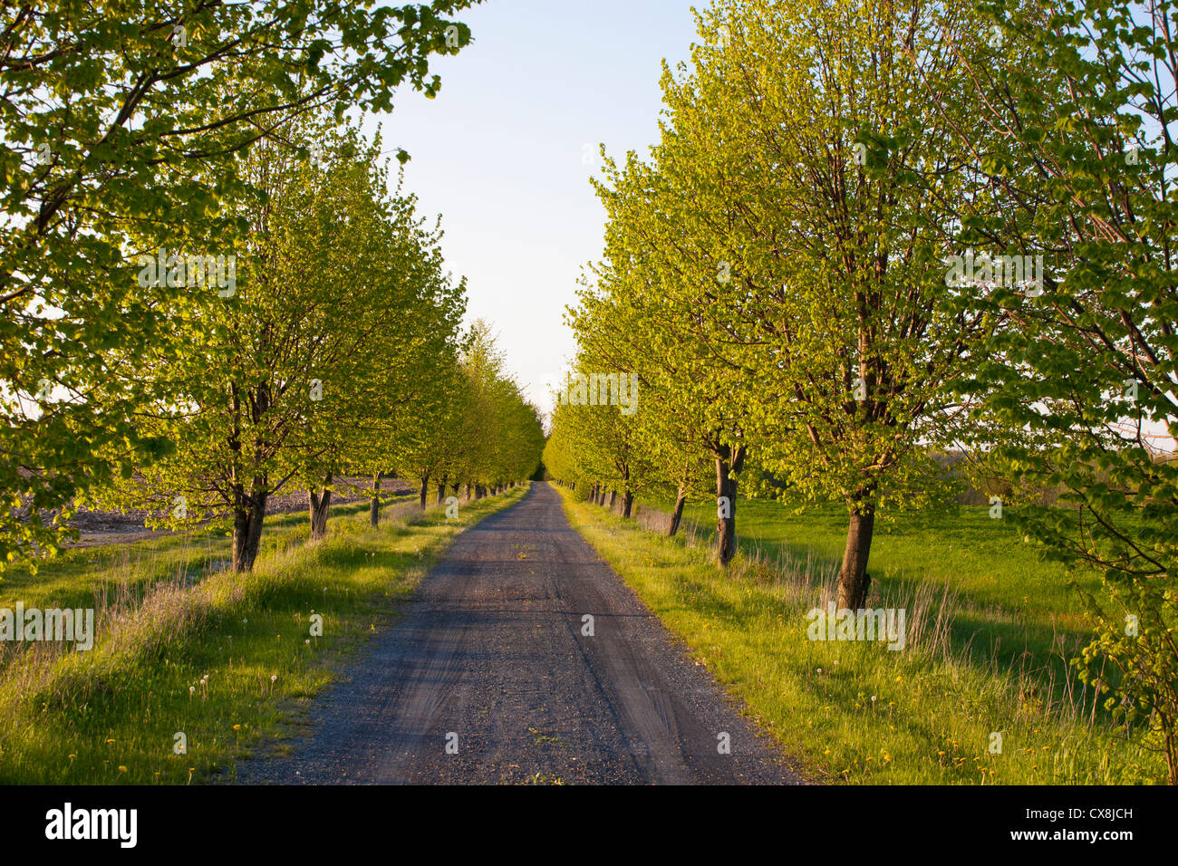 Tree Lined Road In Late Evening; Farnham Quebec Canada Stock Photo - Alamy