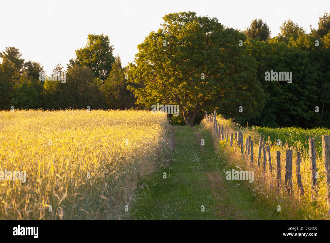 Wheat Field And A Path Beside A Fence In Late Evening; Farnham Quebec ...