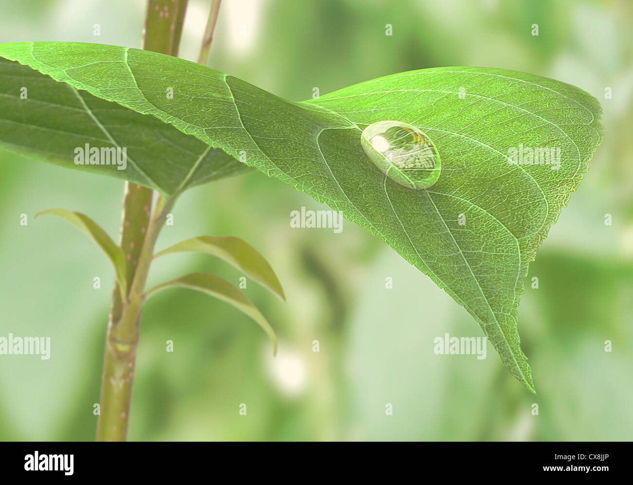Over the leaf hi-res stock photography and images - Alamy