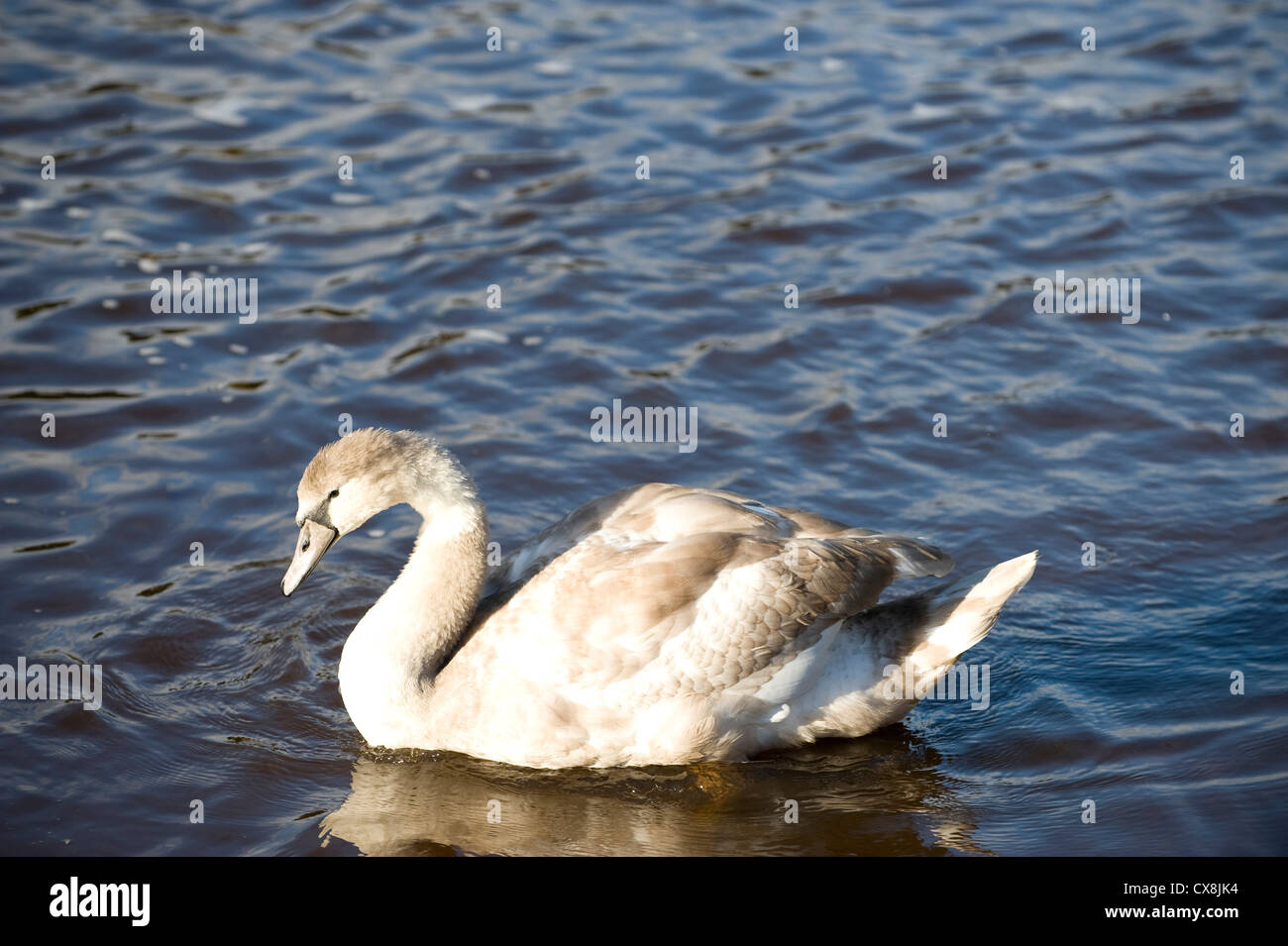 Cygnet river hi-res stock photography and images - Alamy