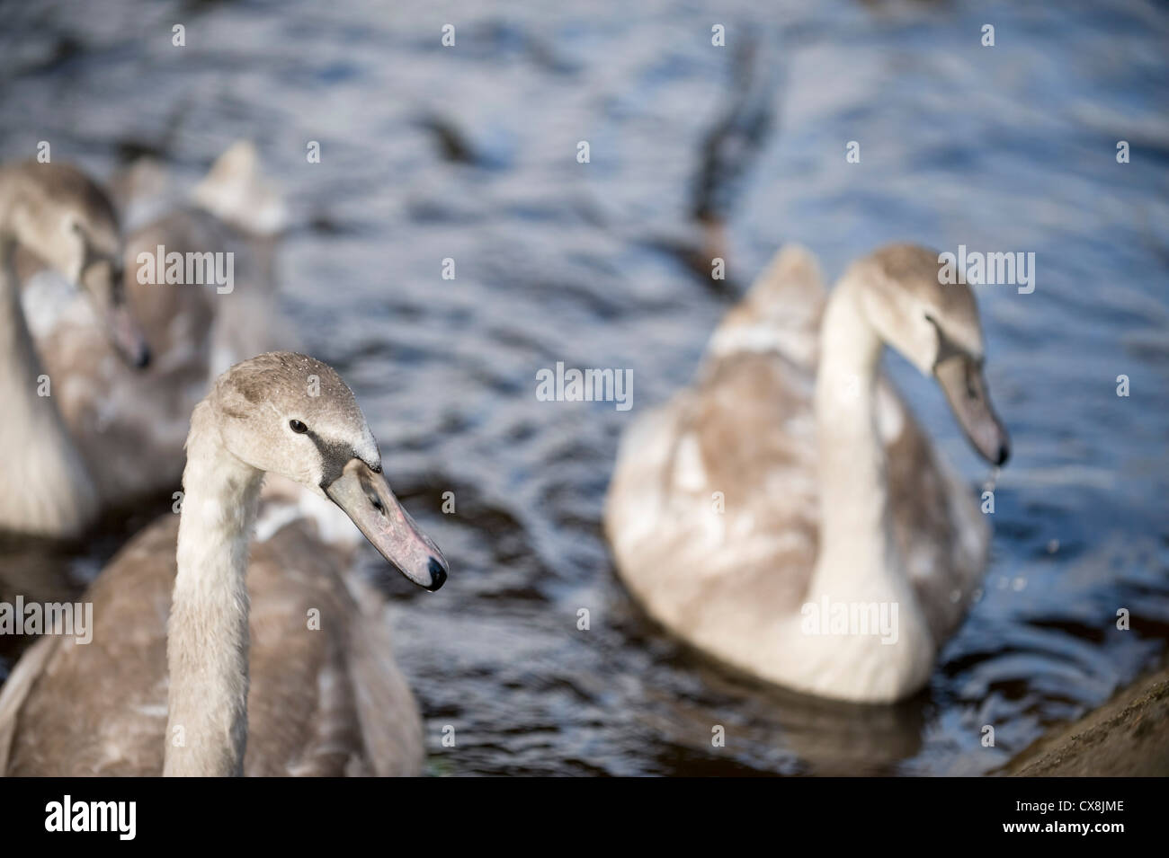 Cygnets. River Esk, Musselburgh. Scotland Stock Photo - Alamy