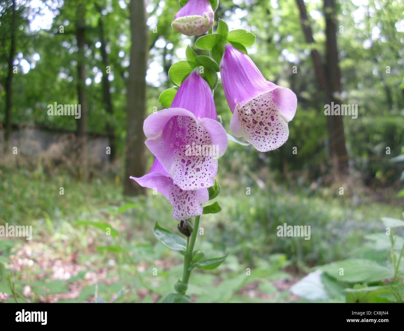 Digitalis purpurea purple foxglove hi-res stock photography and images ...