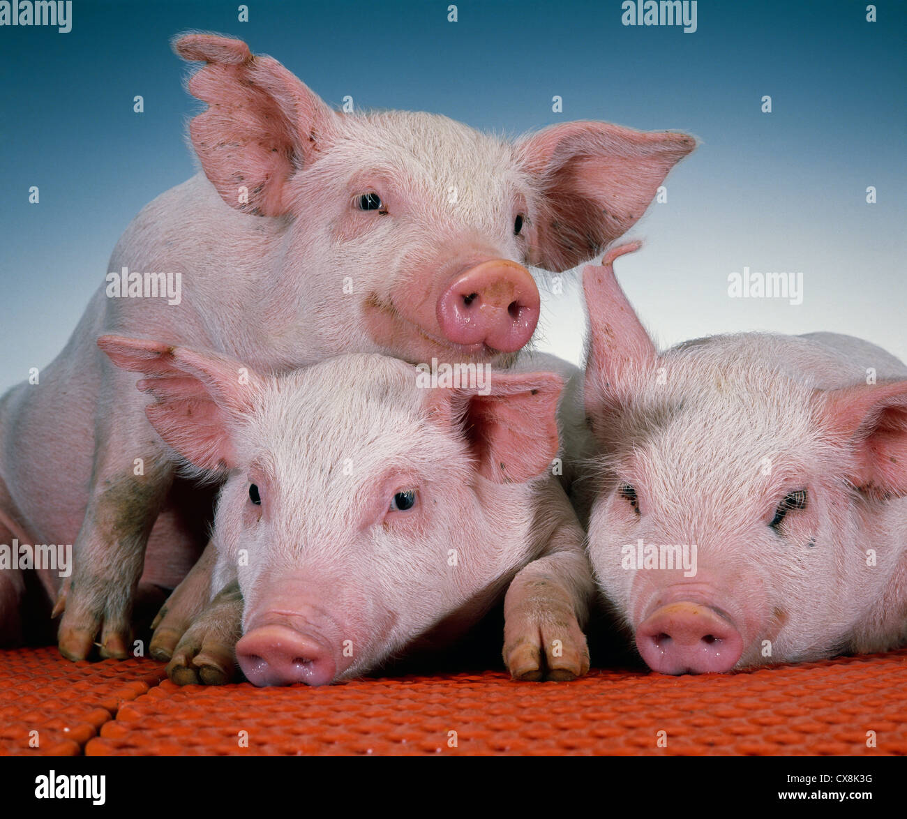Crossbred pig hi-res stock photography and images - Alamy