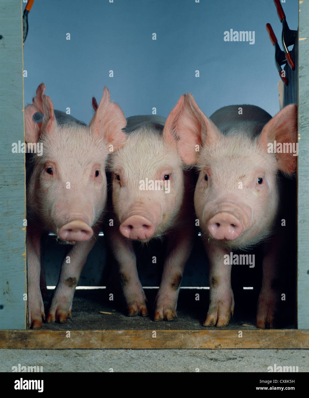 Yorkshire white pig hi-res stock photography and images - Alamy