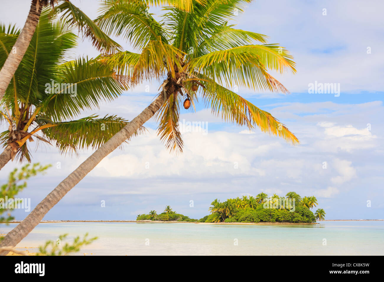 Small palm tree group hi-res stock photography and images - Alamy