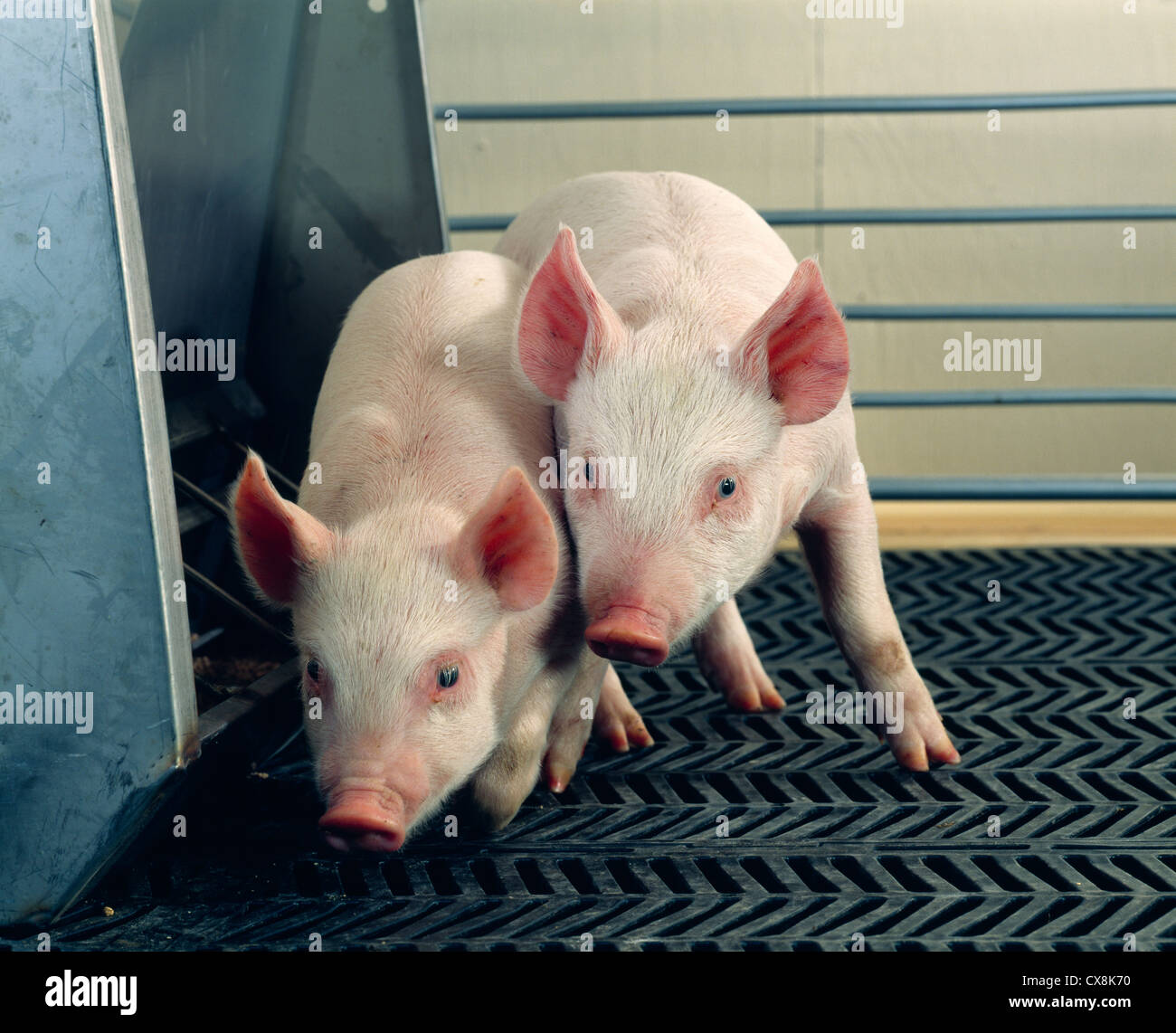 5 WEEK OLD, 20 LB PIGS / PENNSYLVANIA Stock Photo - Alamy