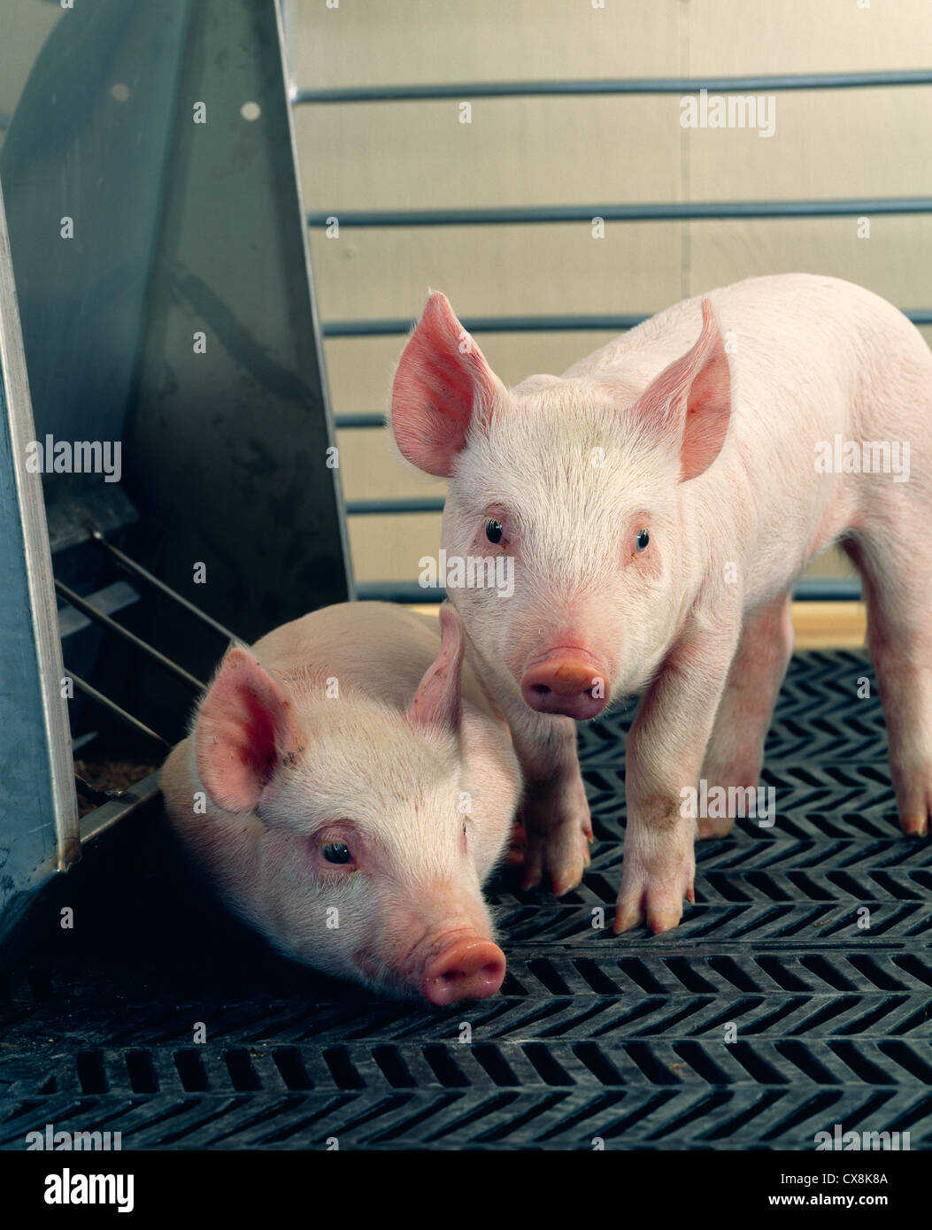 20 lb hi-res stock photography and images - Alamy