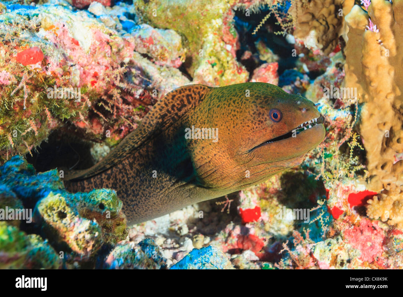 Green Moray Eel (Gymnothorax Funebris); Fakarava Island Tuamotus Group ...