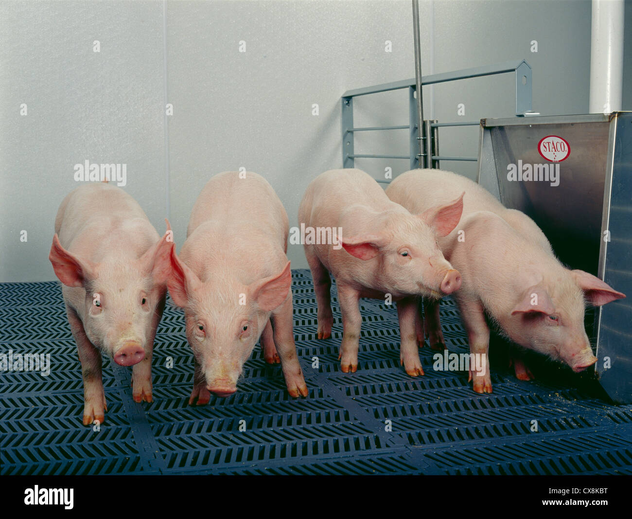Nursery pigs hi-res stock photography and images - Alamy