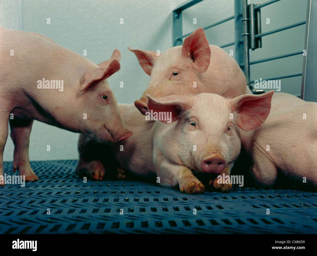 Pig laying down hi-res stock photography and images - Alamy