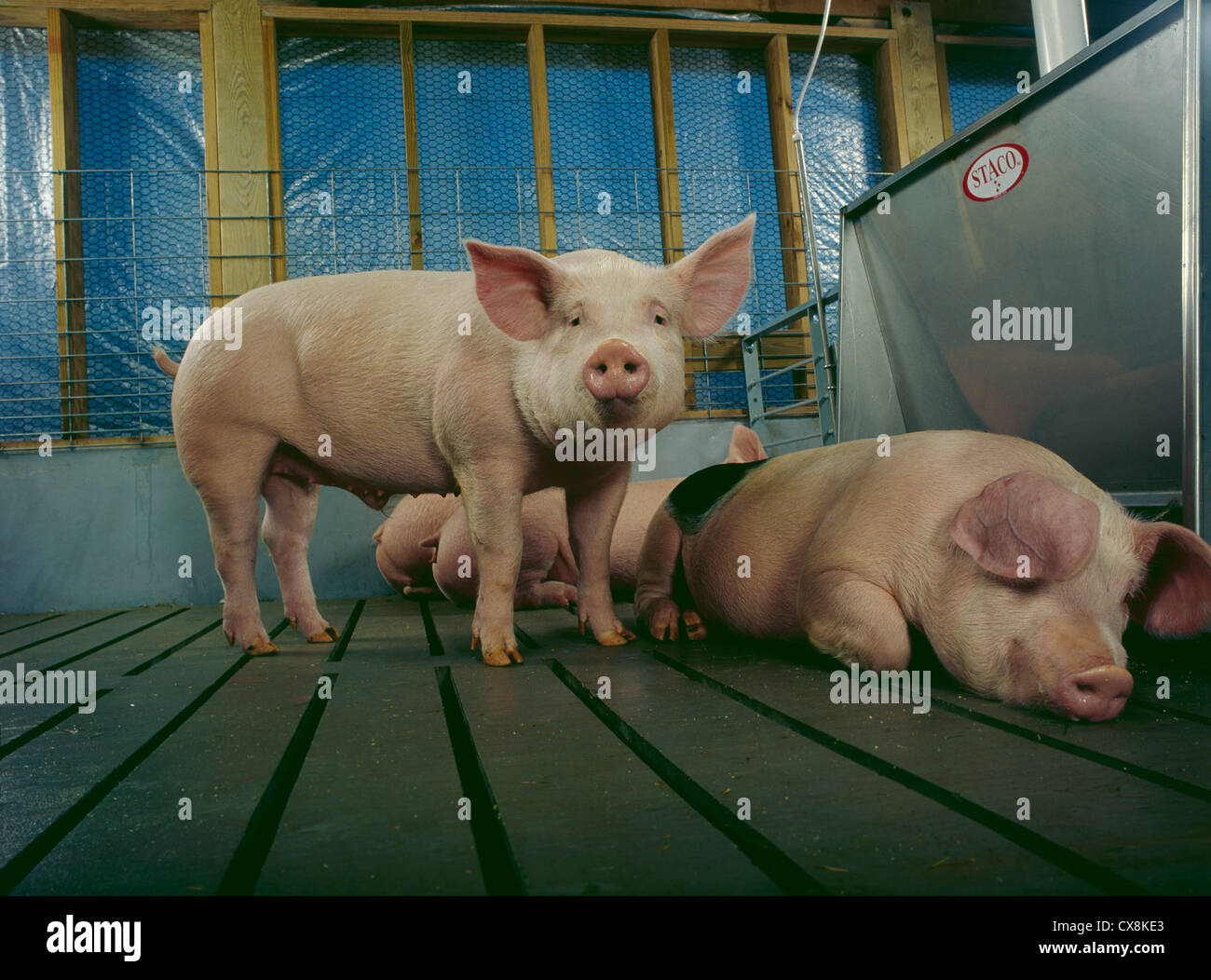 Market weight pig hi-res stock photography and images - Alamy