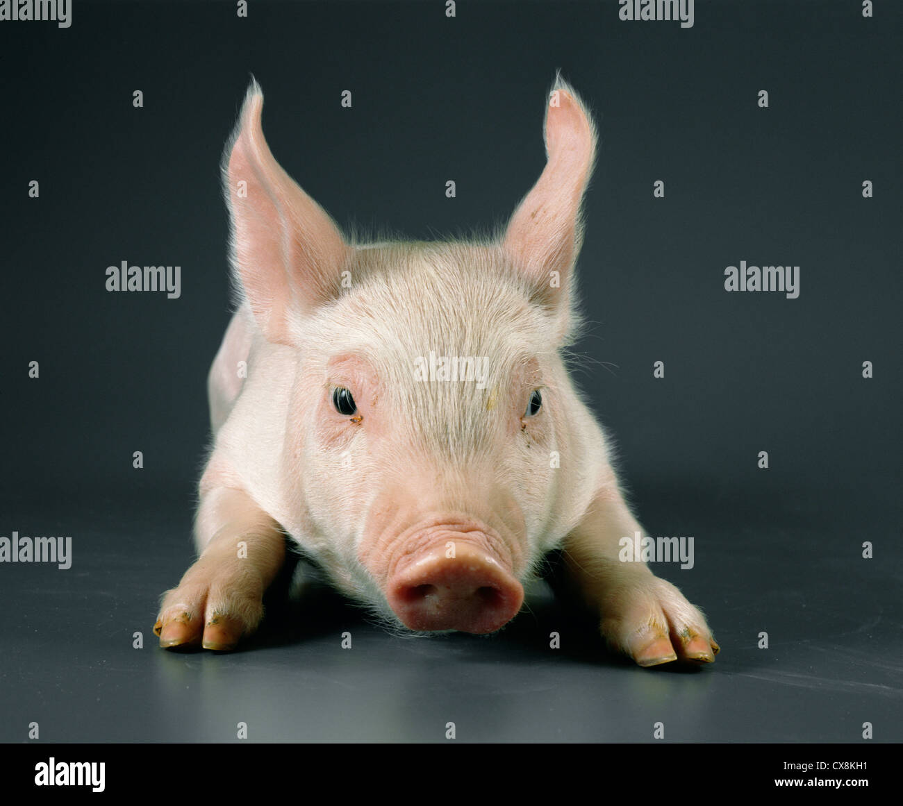 Close up shot cute piglet hi-res stock photography and images - Alamy
