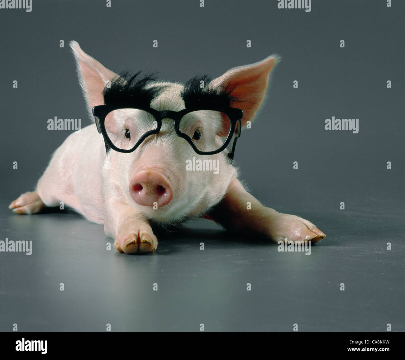 Fake pig hi-res stock photography and images - Alamy