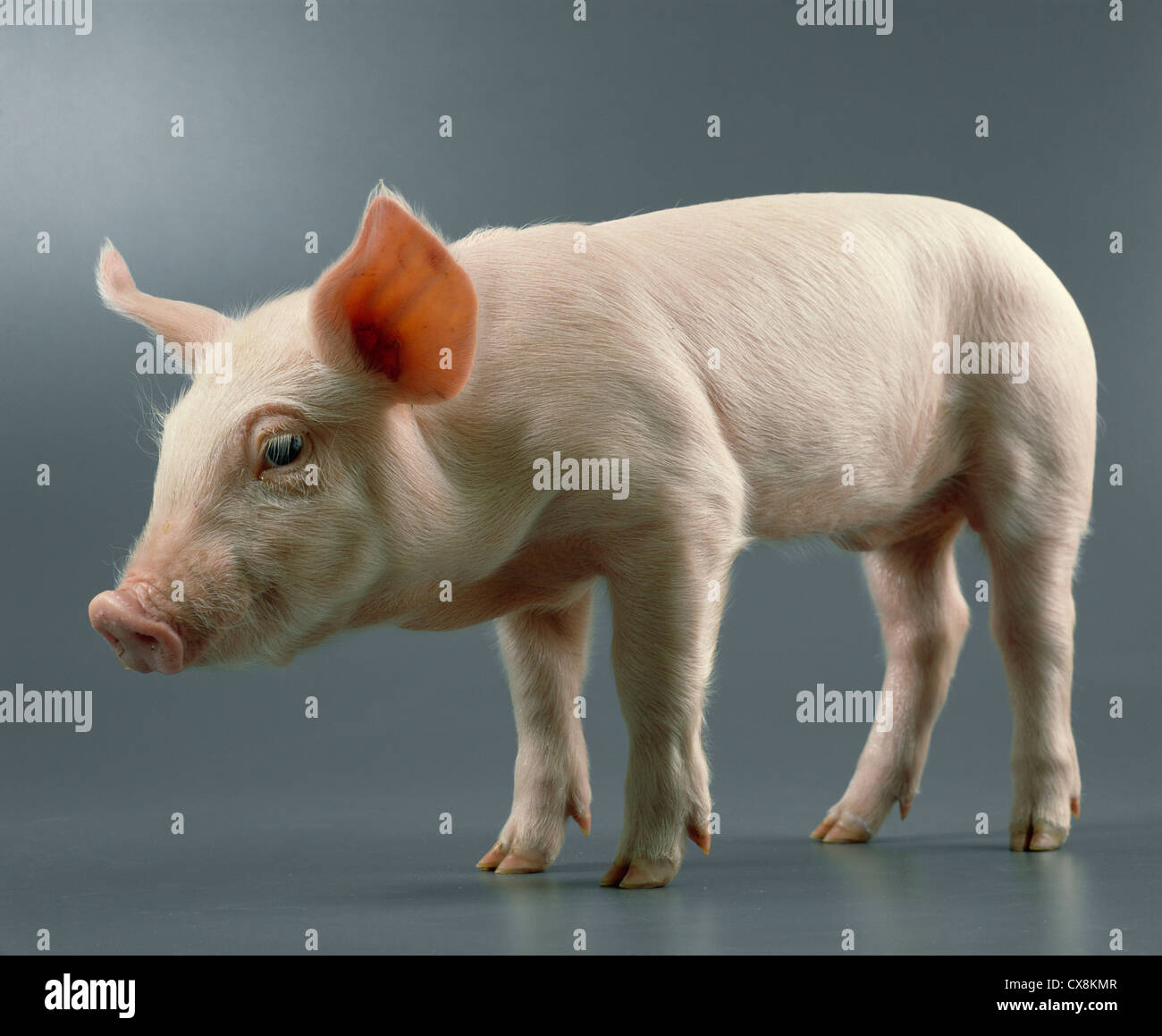 Feeder pig hi-res stock photography and images - Alamy