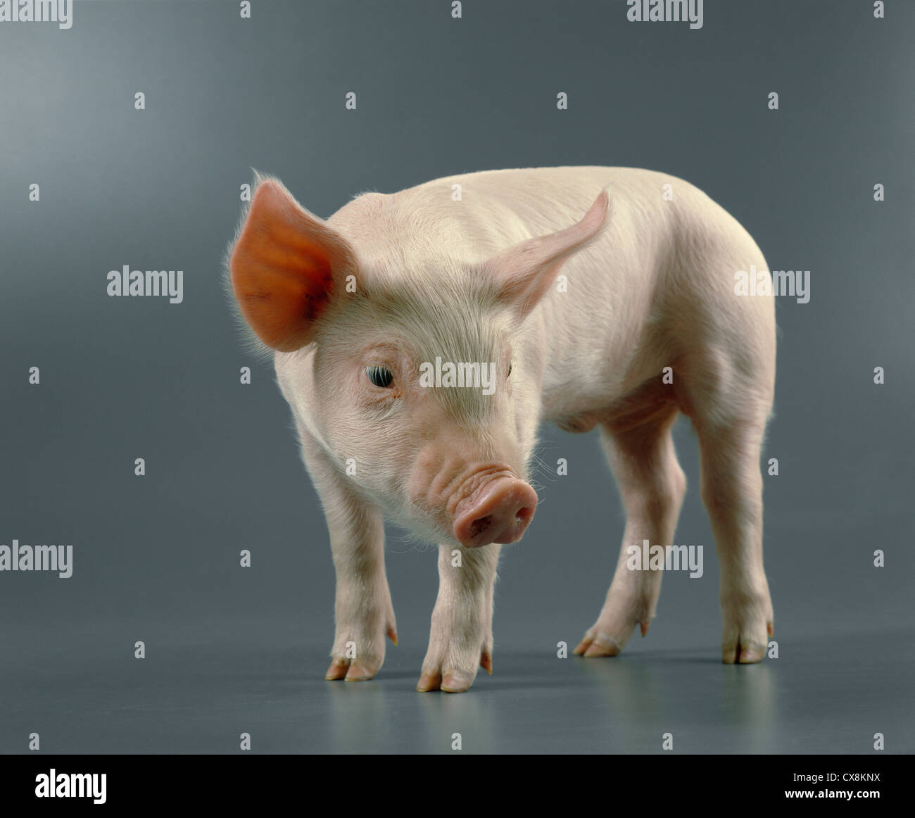 20-25 LB., 4 WEEK OLD FEEDER PIG(S Stock Photo - Alamy