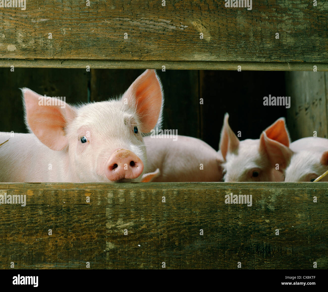 PEN OF 20-25 LB, 4 WEEK OLD FEEDER PIGS Stock Photo - Alamy