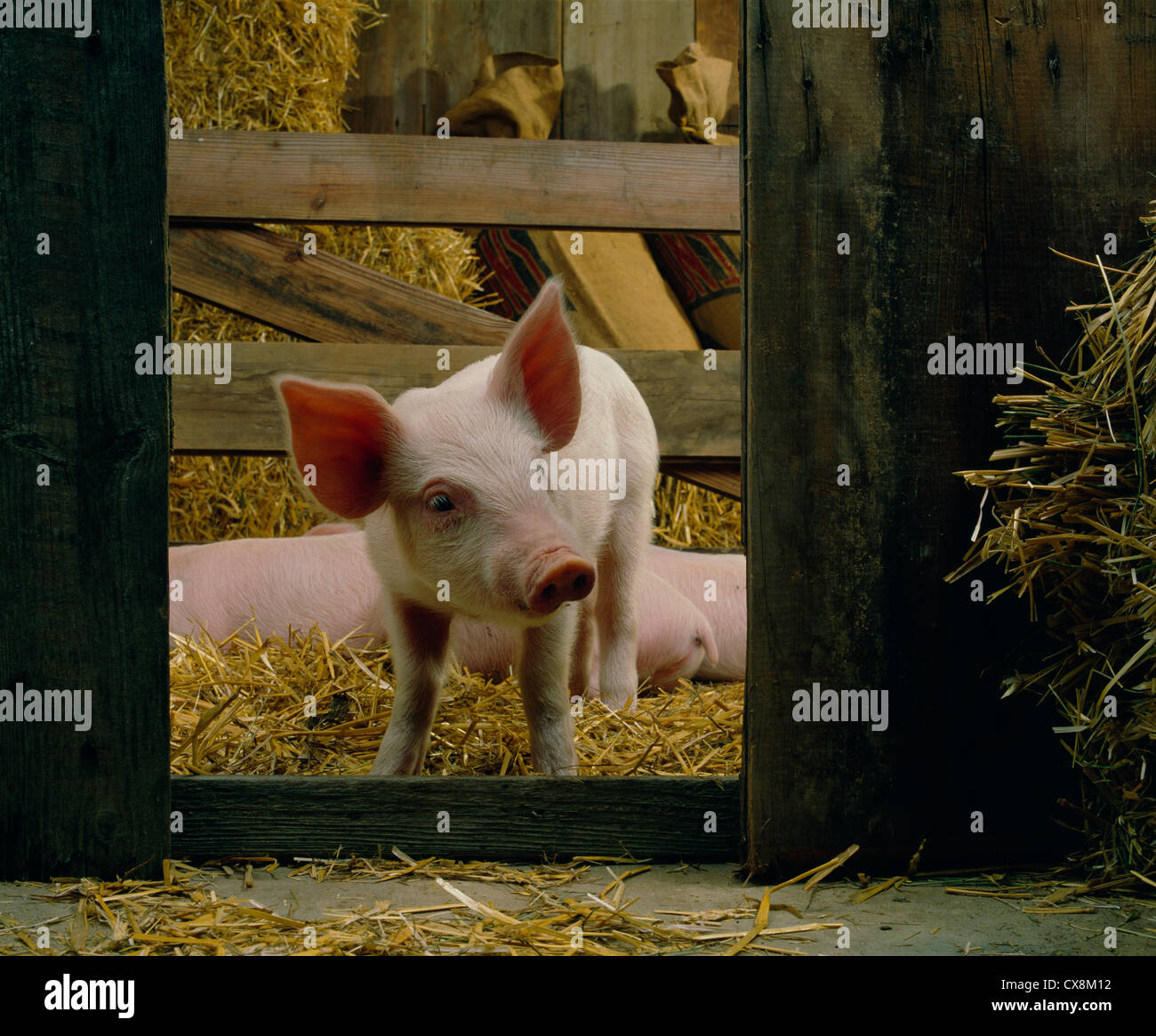 25 30 lb pigs hi-res stock photography and images - Alamy